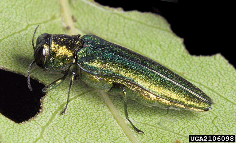Emerald ash borer spreads through Wisconsin, Ohio, Minnesota, Indiana ...